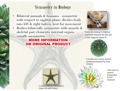 Symmetry in Art, Nature & Architecture - PowerPoint & Study Guide ...