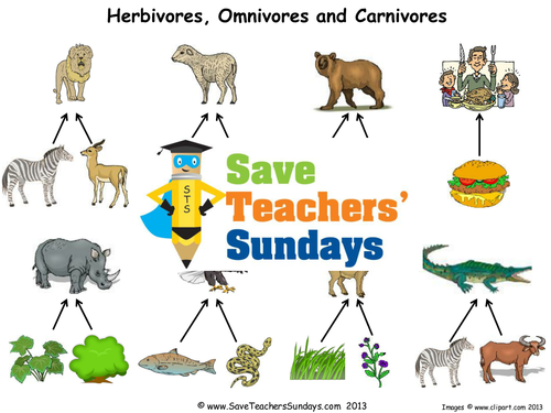 Carnivores and Herbivores KS1 Lesson Plan, Worksheets and Display Card ...