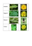 Indoor Plant Sampling Activity | Teaching Resources