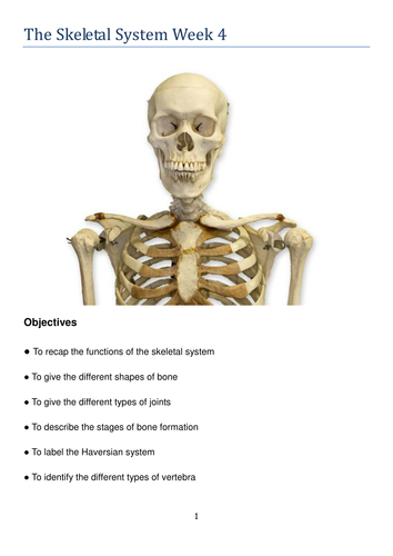 The Skeletal System: GCSE and A Level Biology/Access- 8 RESOURCES ...