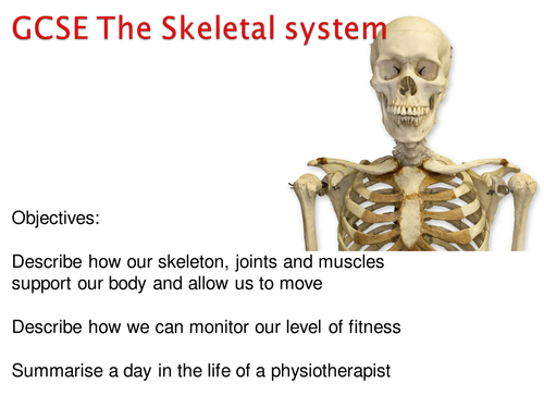 The Skeletal System: GCSE and A Level Biology/Access- 8 RESOURCES ...