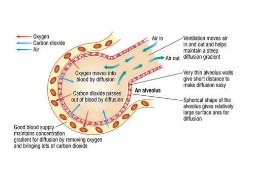 Ventilation, Gas Exchange & The alveolus - NEW GCSE 2016 | Teaching ...