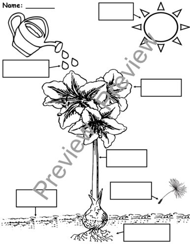 Flowers Science Unit | Teaching Resources