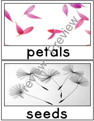 Flowers Science Unit | Teaching Resources