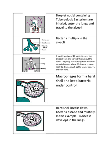 A-Level Biology Bacteria as pathogens (Edexcel Biology B Topic 6 ...