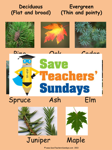 Plants Year 1 Planning and Resources | Teaching Resources