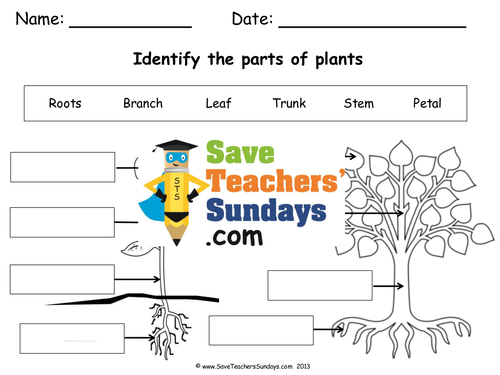 Plants Year 1 Planning and Resources | Teaching Resources