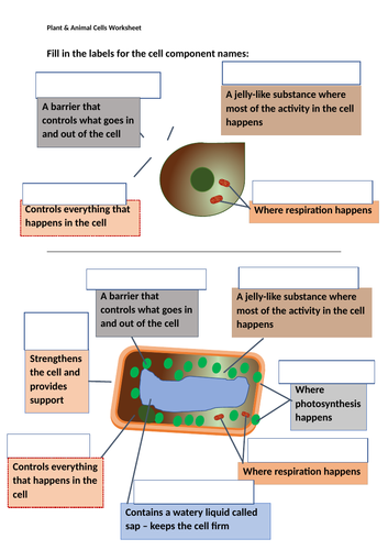 Key Stage 3_ Plant and Animal Cells_L2 | Teaching Resources
