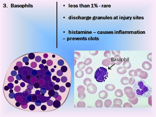 Blood Unit PowerPoint Package | Teaching Resources