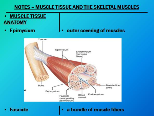 Muscular System Unit | Teaching Resources
