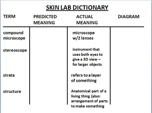 Integumentary System (Skin) Unit Bundle | Teaching Resources