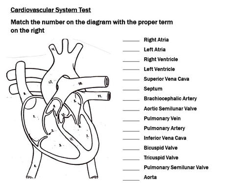 Cardiovascular System Unit (Circulatory System) Bundle | Teaching Resources