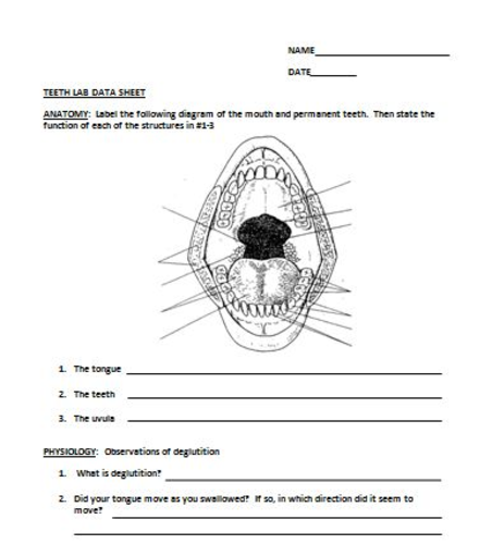 Digestive System Unit Bundle | Teaching Resources