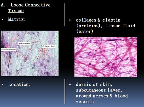 Histology Tissues Unit Bundle | Teaching Resources