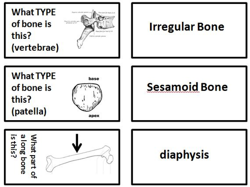 Skeletal System Flashcards | Teaching Resources