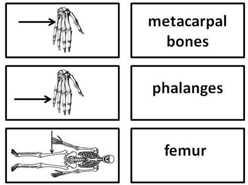 Skeletal System Flashcards | Teaching Resources
