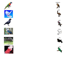 How the birds got their colours - An Aboriginal Dreaming Story ...