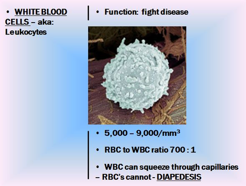 Blood Notes - Red Blood Cells & White Blood Cells Powerpoint ...