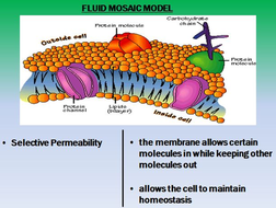 Cell Introduction Notes Powerpoint Presentation | Teaching Resources