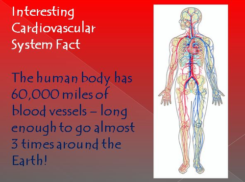 Cardiovascular System Notes - Blood Vessels Powerpoint Presentation ...