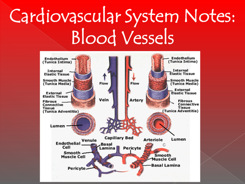 Cardiovascular System Notes - Blood Vessels Powerpoint Presentation ...