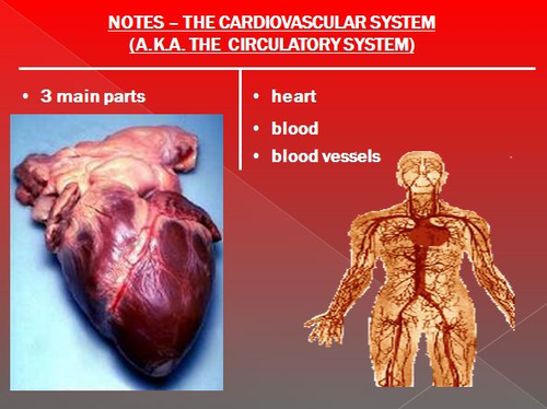 Cardiovascular System Notes - Blood Vessels Powerpoint Presentation ...