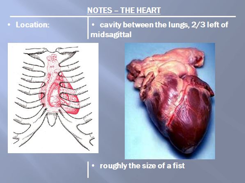 Cardiovascular System Notes - The Heart Powerpoint Presentation ...