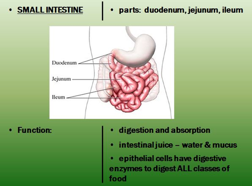 Digestive System Notes-Digestive System Anatomy Powerpoint Presentation ...