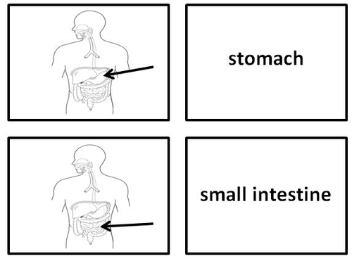 Digestive System Flashcards | Teaching Resources