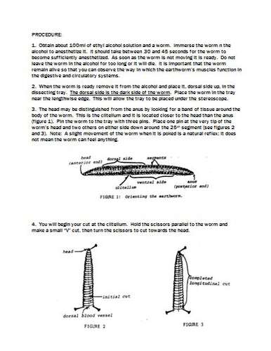 Digestive System Earthworm Dissection Lab Activity Anatomy - Biology ...