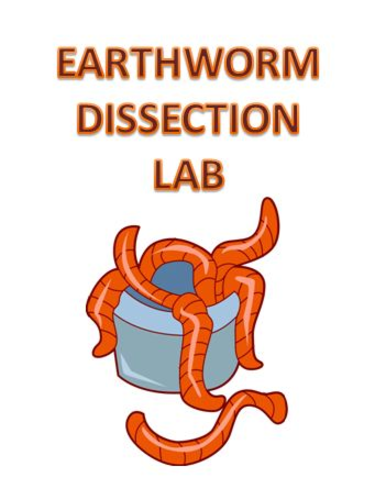 Digestive System Earthworm Dissection Lab Activity Anatomy - Biology ...