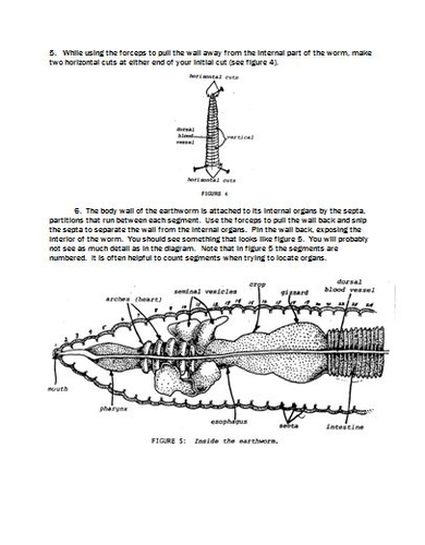 Digestive System Earthworm Dissection Lab Activity Anatomy - Biology ...