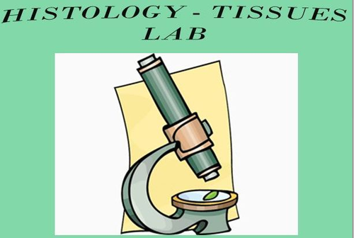 Histology - Tissues Lab | Teaching Resources
