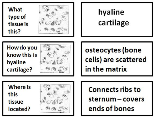 Histology Tissue Flash Cards | Teaching Resources