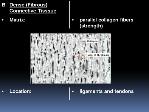 Histology Tissues Notes Powerpoint Package | Teaching Resources