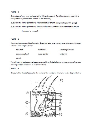 Integumentary System Skin Lab | Teaching Resources