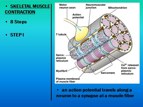 Muscular System Notes - Muscle Tissue Notes Powerpoint Presentation ...