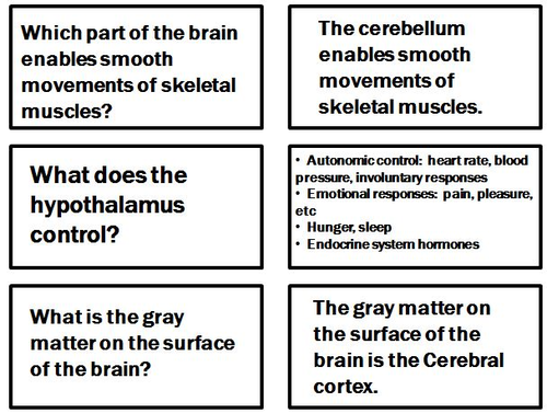 Nervous System Flashcards | Teaching Resources
