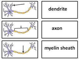 Nervous System Flashcards | Teaching Resources