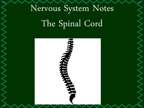 Nervous System Notes The Spinal Cord Powerpoint Presentation | Teaching ...
