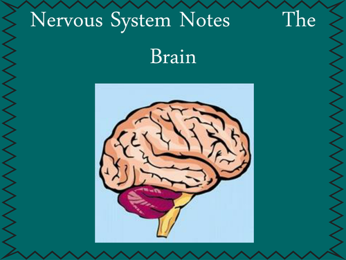 Nervous System Notes The Brain Powerpoint Presentation | Teaching Resources