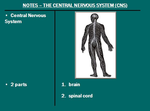 Nervous System Notes The Brain Powerpoint Presentation | Teaching Resources