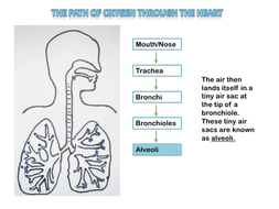 Pathway of Air and Gaseous Exchange | Teaching Resources