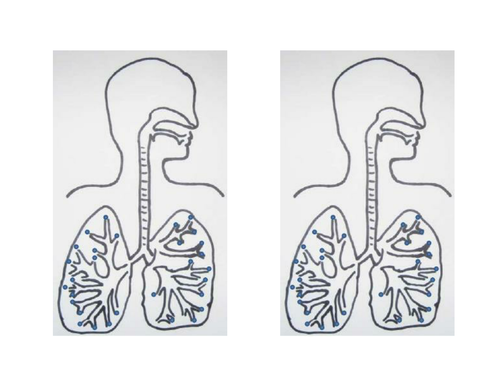 Pathway of Air and Gaseous Exchange | Teaching Resources