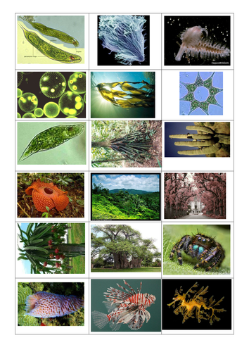 Classification Species KS3 KS4 | Teaching Resources