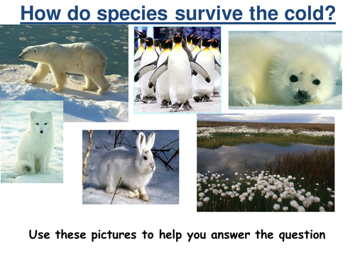 Cold Environments - New AQA | Teaching Resources