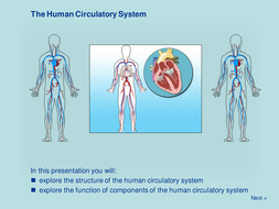 The Human Circulatory System | Teaching Resources