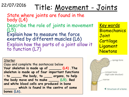 B1 2.5 Movement:Joints by kitipher - Teaching Resources - TES