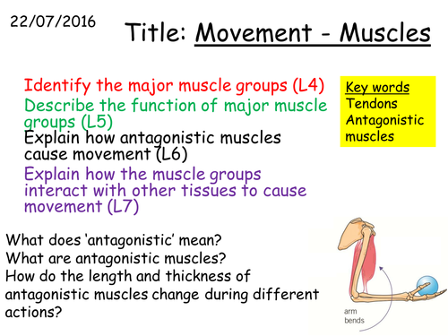B1 2.6 Movement:Muscles | Teaching Resources
