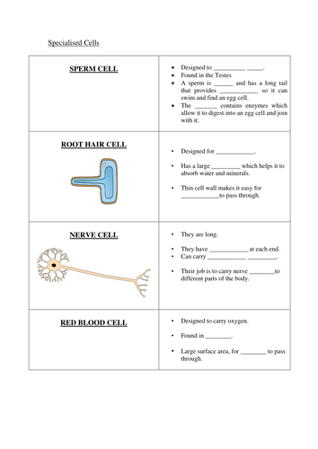 Specialised Cells | Teaching Resources